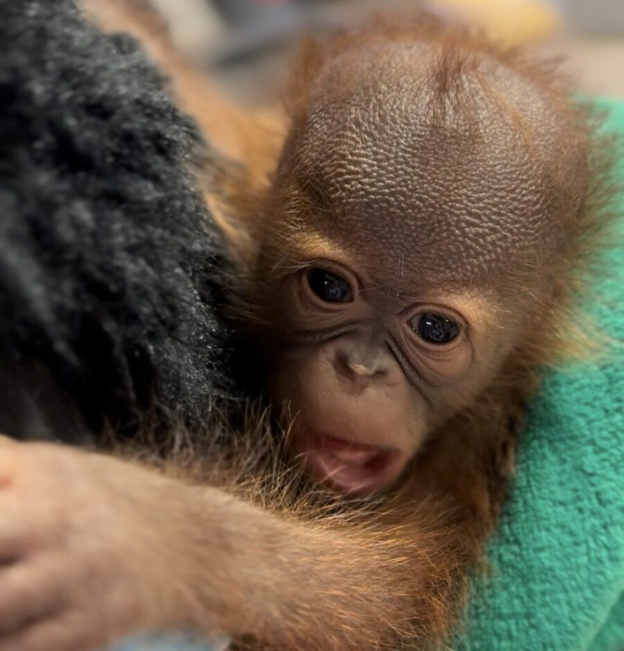Around Utah: Bornean orangutan Kawan delivers healthy girl at Hogle Zoo ...
